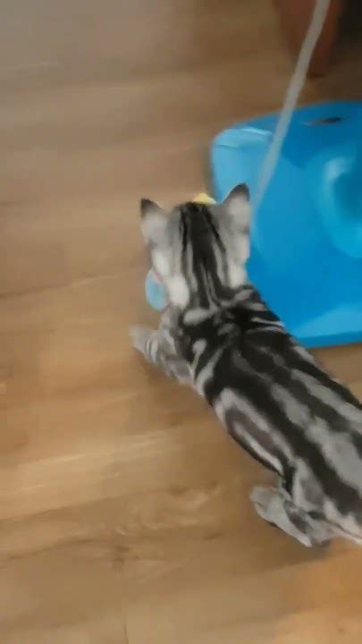 오리 사냥하는 고양이 고양이고양이 사냥놀이 Youtube