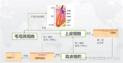 一个毛囊里面可以长2 3根头发，那么休止期的时候是一起掉吗？还是每一根头发都有自己的休止期 知乎