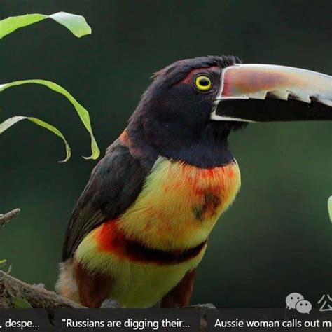 你也能懂 如此多异质性稳健did估计方法实际就1种关键策略 3个类别 不要搞深奥和复杂了！ 知乎