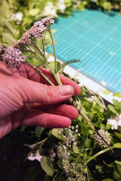 Līgo Vainags Articles Svētku Laiks