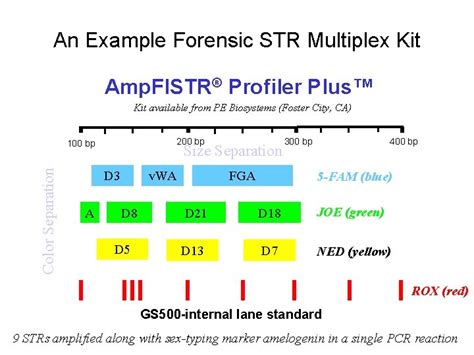 Brief History Of Forensic Dna Typing 1980 Ray