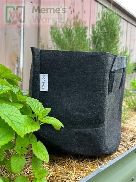 Buy Live Earthworms For Sale 100 Live Guarantee