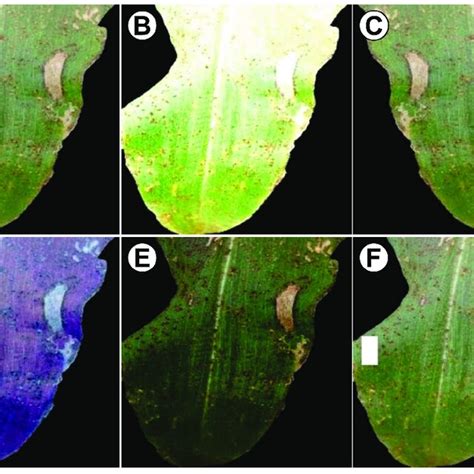 Data Enhancement Techniques A Original Image Of Maize Leaf Blight
