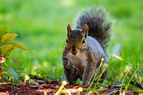 Eastern Gray Squirrel Ahp Wild