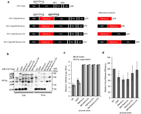 Generation Of Hiv 1 Gag Nanoluc Vectors A A Schematic Representation