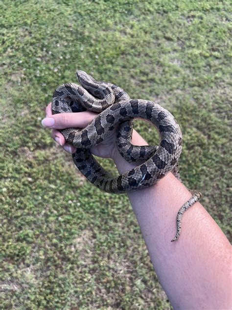 Caught This Beautiful Guy While Husband Was Mowing Never Seen One Here