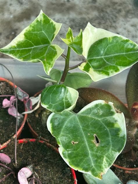 Senecio Macroglossus Variegata Succulents Senecio Kaktusy Sukulenty I Inne Rośliny