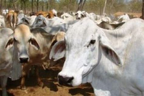 Pemerintah Izinkan Impor 200 000 Sapi Bakalan