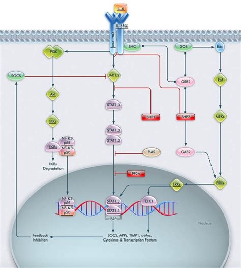Il 6 Pathway Thermo Fisher Scientific Cn