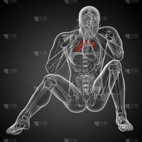 3d医学插图的男性支气管