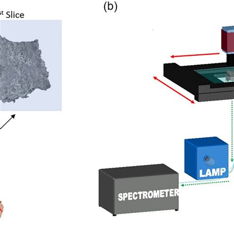 A Sampling Of Human Tissues For Histological And Spectroscopic