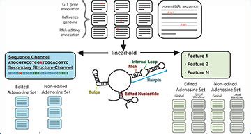 Exploring Functional Conservation In Silico A New Machine Learning Approach To RNA Editing