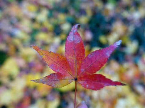 紅葉狩りとは？由来や意味、英語ではなんていうのか？ 歩いてみたブログ