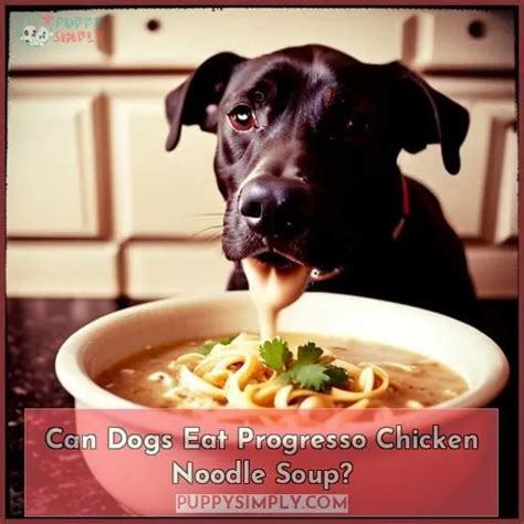 Can Dogs Eat Chicken Noodle Soup Risks Benefits And Homemade Recipe