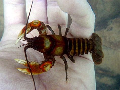 On Crayfish