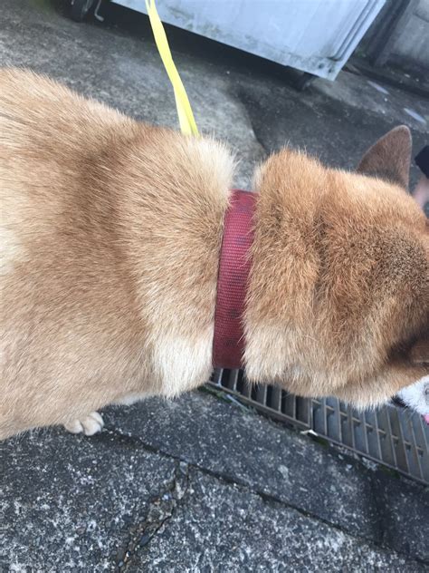 横浜市港北区篠原で迷い犬を保護しましたさんの人気ツイート新しい順 ついふぁん