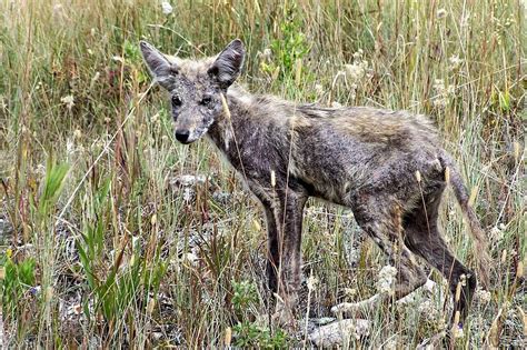 Baby Coyote Photos Diagrams Topos SummitPost