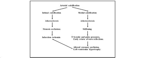 Schematic Representation Of The Clinical Effects Of Arterial Intimal