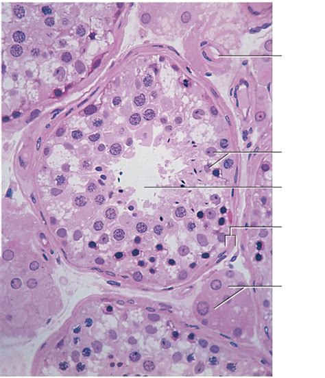Testis Seminiferous Tubules 5 Diagram Quizlet