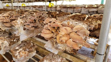 食品表示基準改正変わるきのこの原産地表示について ニッポー