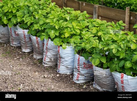 Growing Potatoes In Plastic Sacks Hi Res Stock Photography And Images