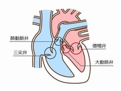 √画像をダウンロード 心 壁 名前 134396 心臓 壁 名