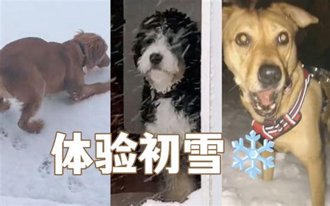 做坏事被抓包猫咪的尴尬瞬间 彦之 呐 修狗 修猫er 哔哩哔哩视频