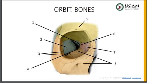 Diagrama De Orbital Bones Quizlet