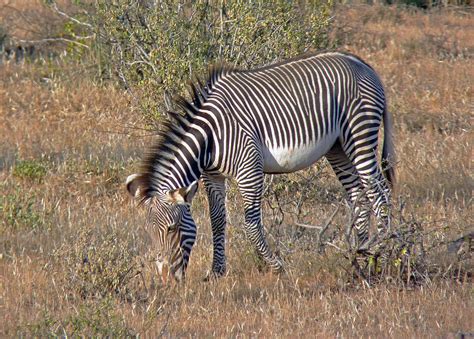 Grevys Zebra Photograph By Tony Murtagh Fine Art America