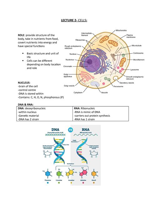 Cells Sheet Lecture Notes 2 Lecture 2 Cells Role Provide Structure Of The Body Take In
