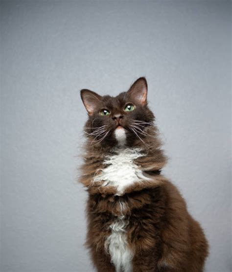 라팜 고양이 스톡 사진 및 일러스트 Istock