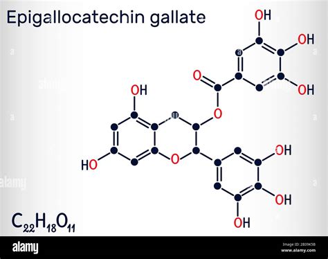 Epigallocatechin Gallate Egcg Is The Most Abundant Catechin In Tea
