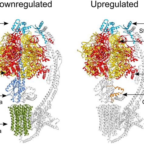 Altered Expression Of Atp Synthase Subunits In Cancer The