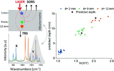 Prediction Of Paracetamol Depth In A Turbid Matrix Using Conventional Download Scientific