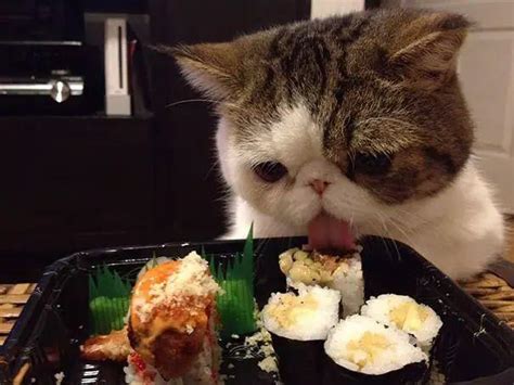 猫咪主动大量喝水主人要注意啦 知乎