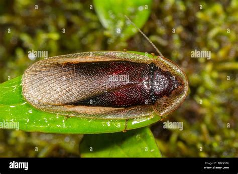 A Distinctly Patternred Cockroach In Montane Rainforest In The Cordillera Del Condor The