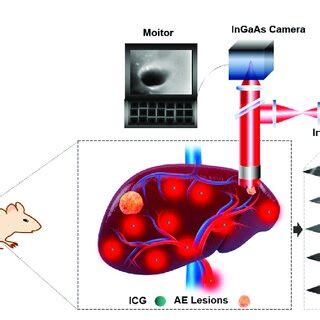 Schematic Illustration Of NIR II Fluorescence Imaging For Recognition
