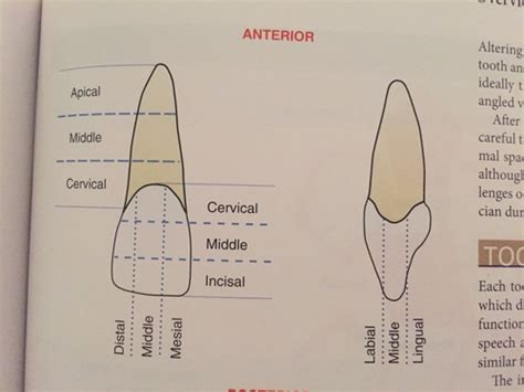 Rd1 Lecture 1 Dental Anatomy Flashcards Quizlet