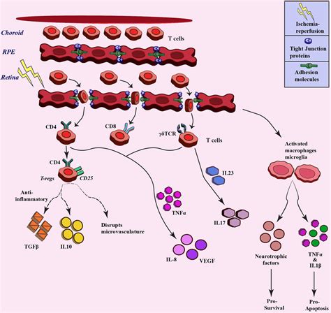 Trafficking Of T Cells After Ischemia Reperfusion And Related