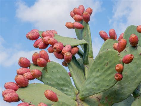 8 Health Benefits Of Prickly Pear — Desert Gatherings