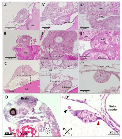 Biology Free Full Text Gonad Ontogeny And Sex Differentiation In A Poeciliid Gambusia