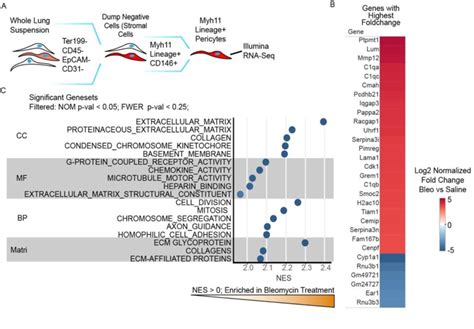 Rna Sequencing Rna Seq Of Myh11 Lineage Positive Pericytes Isolated