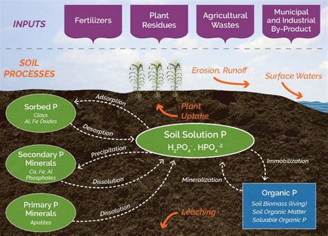 Phosphorus Behavior In Soil Pioneer® Seeds