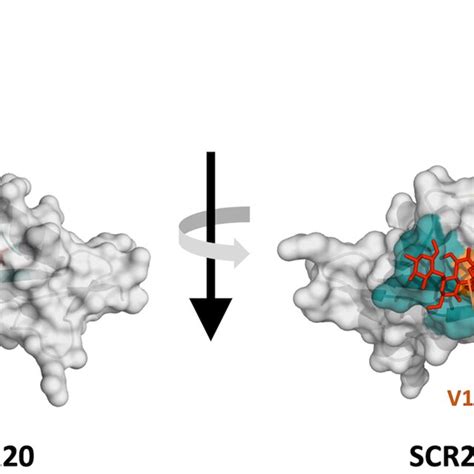 Gain‐of‐function Variants In C3 A C3 Variants Are Indicated In The