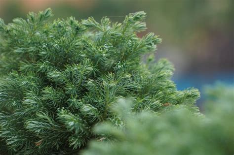 Juniperus Squamata Also Called Flaky Juniper Himalayan Juniper In