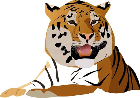 Growling Tiger Stock Illustrations 236 Growling Tiger Stock