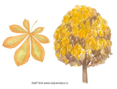 Дерево каштан рисунок 45 фото