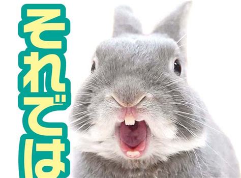 5月スタート！│うさぎのふうた