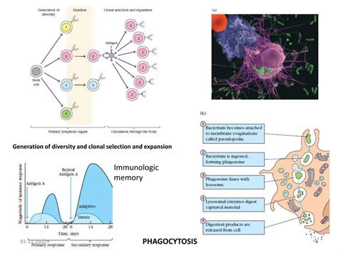 Immunology Basicspptx