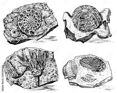 Crinoid Fossil Drawing